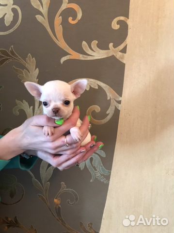 Носитель мерле