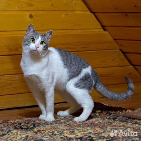 Кот в добрые руки