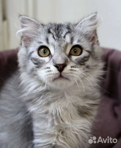 Котик Брюс в добрые руки