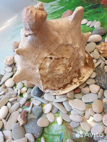 Огромные морские раковины для аквариума