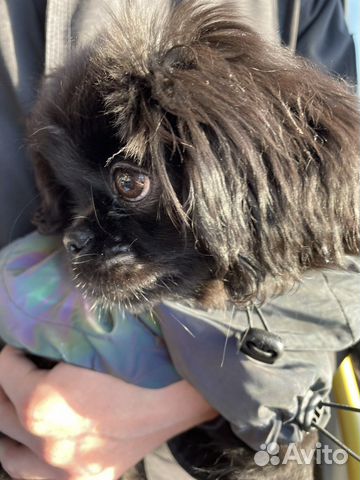 Пекинес-японский хин вязка