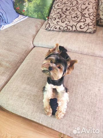 Йоркширский терьер