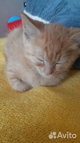 Котенок в добрые руки бесплатно