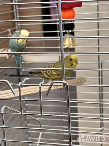 Попугаи волнистые клетка