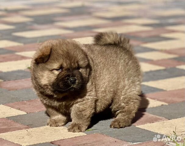 Чау-чау