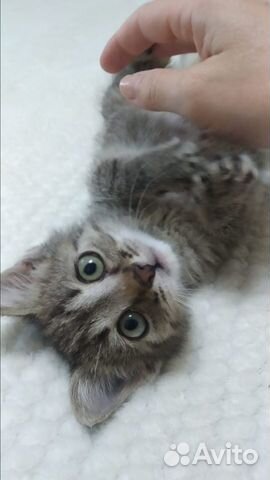 Отдадам котенка в самые добрые руки