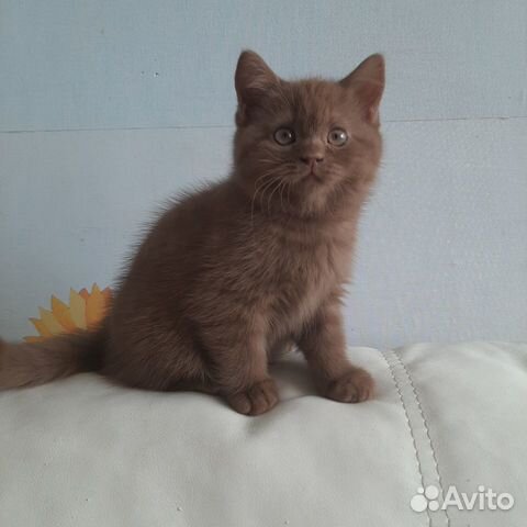 Девочка циннамон