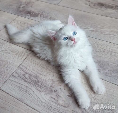 Белоснежные роскошные котята