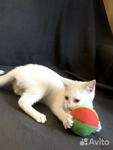 Кошка в дар бесплатно