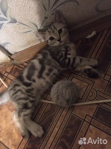 Шатланские котята
