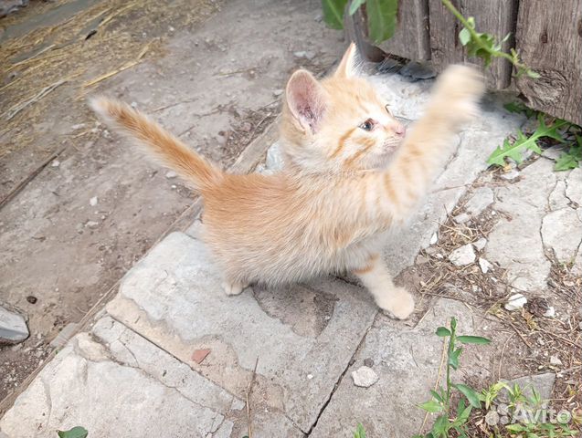 Котенок в добрые руки даром