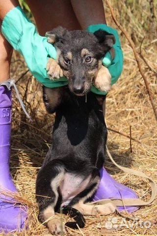 Лина в хорошие руки