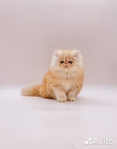Котик Персидской породы, 3,5 месяца, есть другие