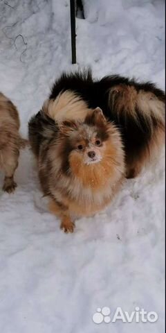 Шпиц лиловый мерле С подпалом