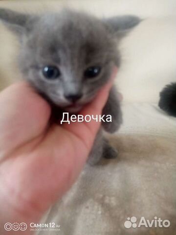 Обычная дворовая порода