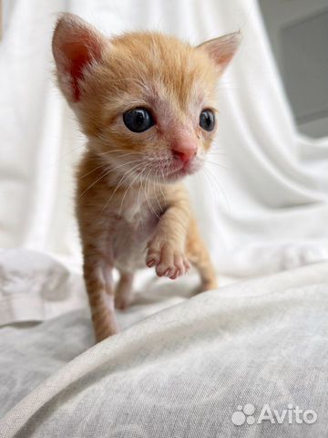 Рыжий котенок