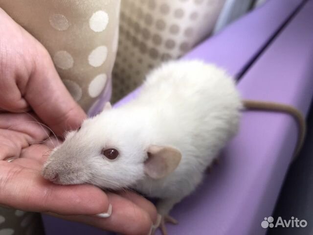 Крысята дамбо мальчики