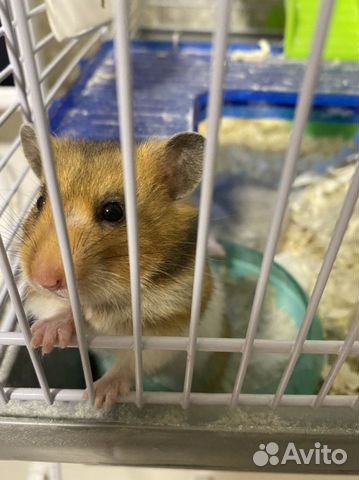 Сирийский хомяк