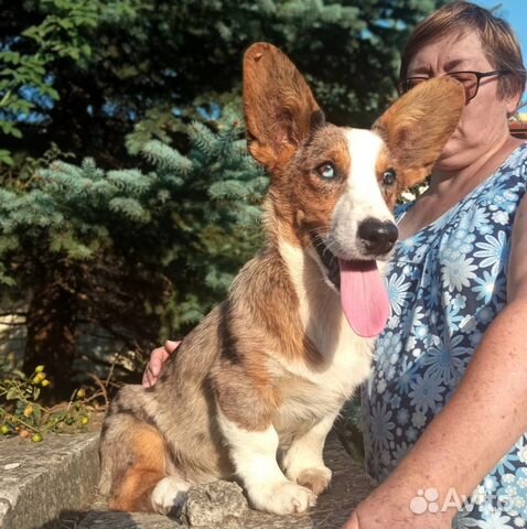 Солнечный коржик Каспер