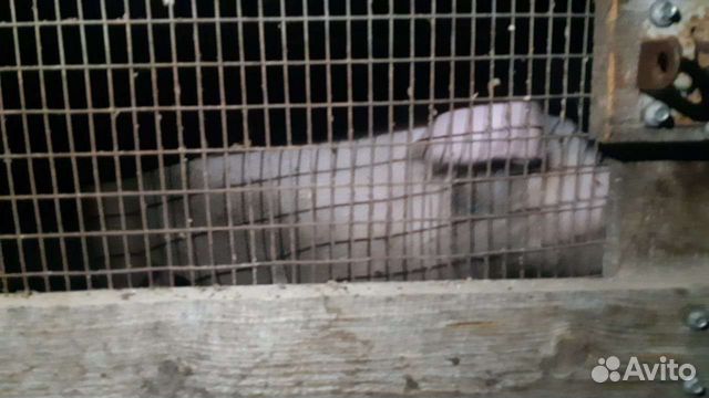 Поросенок ландрас