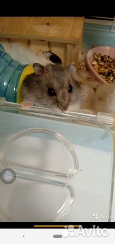 Джунгарский хомяк бесплатно