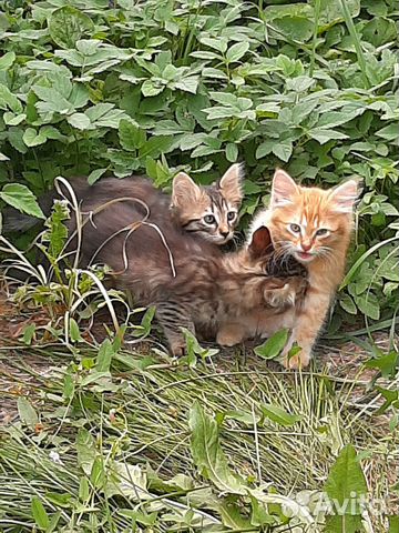 Котята малышата