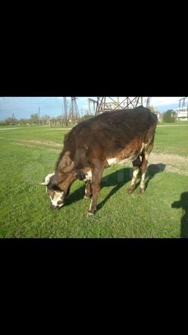 Корова и теленок