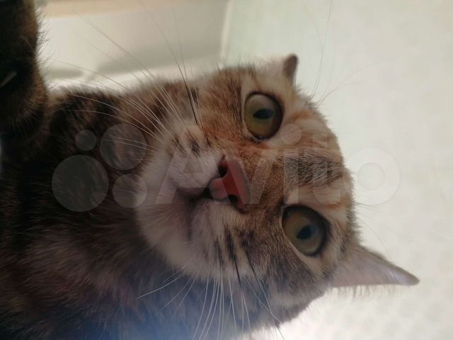 Отдам даром кощку