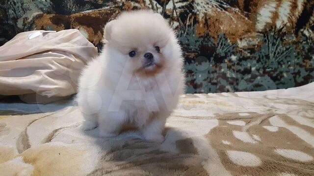 Щенки шпица мини