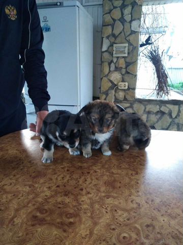 Дагестанские пастушки. Очень умные. Интилектуалные