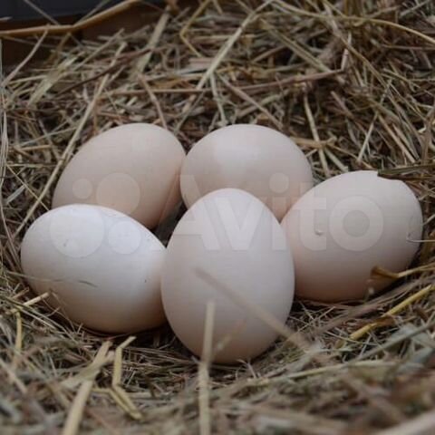 Инкубационное яйцо брама куропатчатая