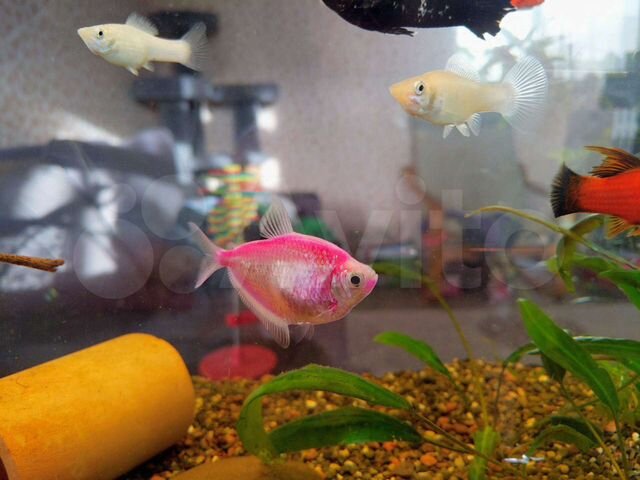 Рыбка Тернеция гло