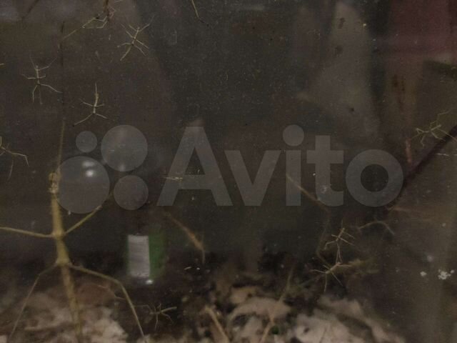 Анамский палочники молодежь