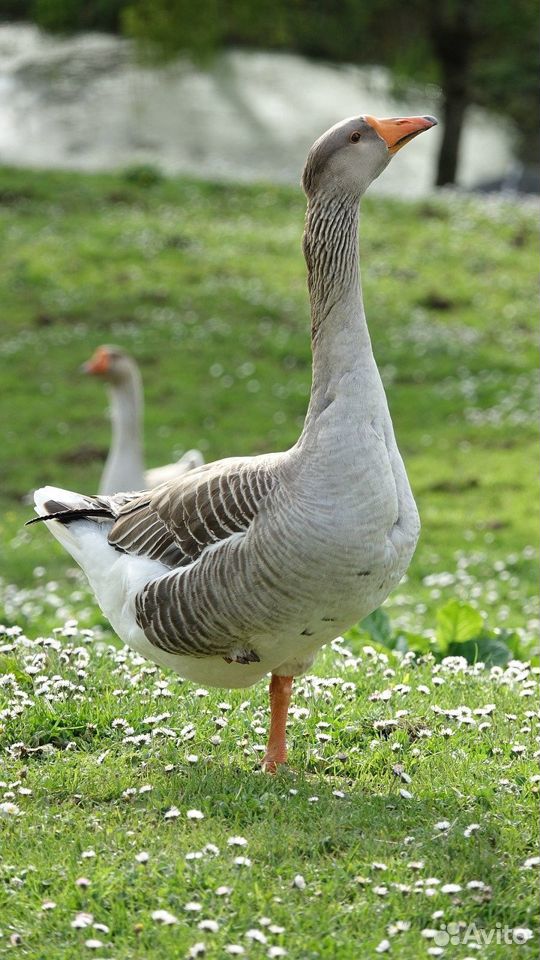 Продаются гуси