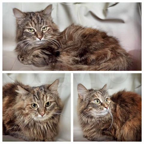 Кошка Василиса в добрые руки