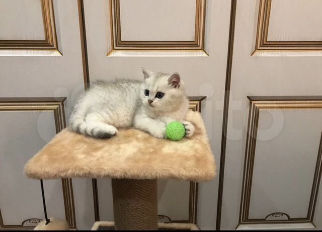 Котята серебристая шиншилла