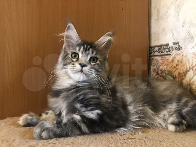 Кошечка мэйн-кун