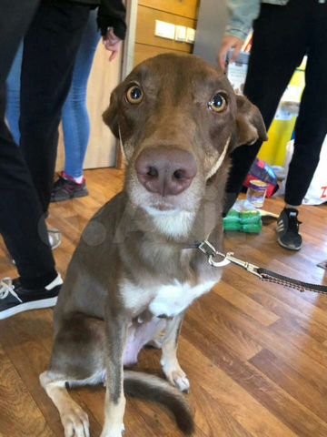 Собака, похожая на левретку а добрые руки