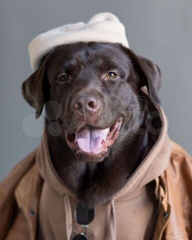 Вязка Лабрадор