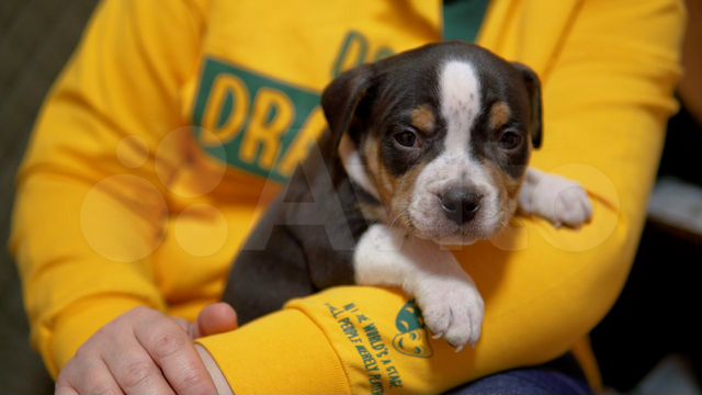 Американский Булли черный триколор 1,5 месяца