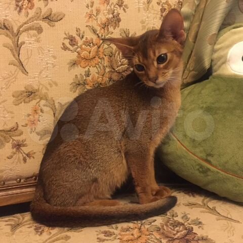 Абиссинский котик Артемий