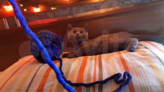 Британская киса