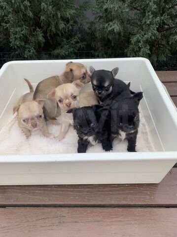 Мальчики и девочки чихуашки