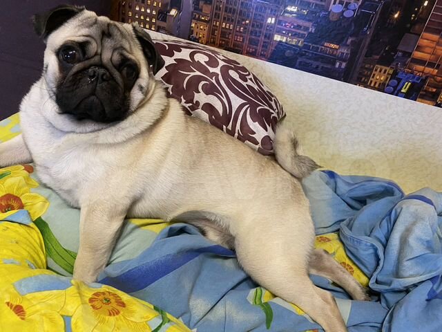 Мальчик-мопс на вязку