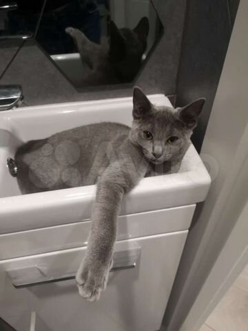 Котята русская голубая