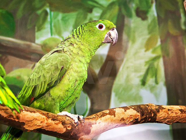 Амазоны мюллера пара