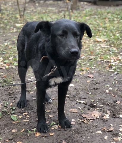 Собака в добрые руки