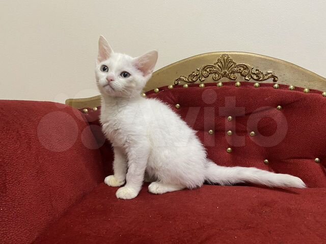 Девон рекс котик Беляшик