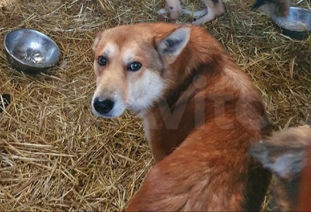 Кекс ищет дом