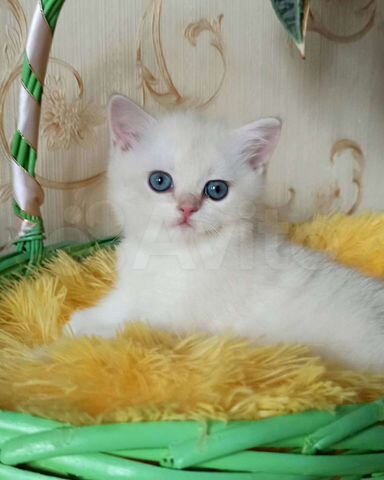Британские котята